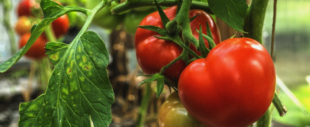 Agroalimentaria | Cámara de España